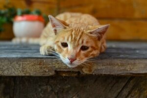 Giardia kissalla - My Animals